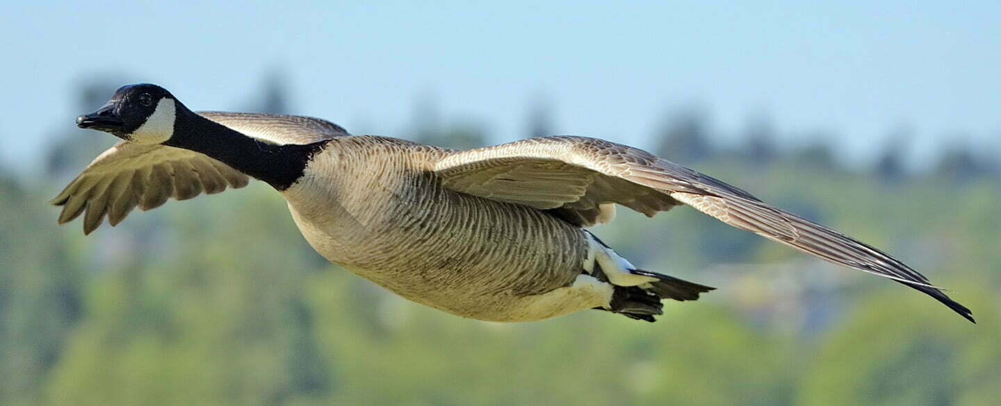 Goose Symbolism, Dreams, and Messages - Spirit Animal Totems