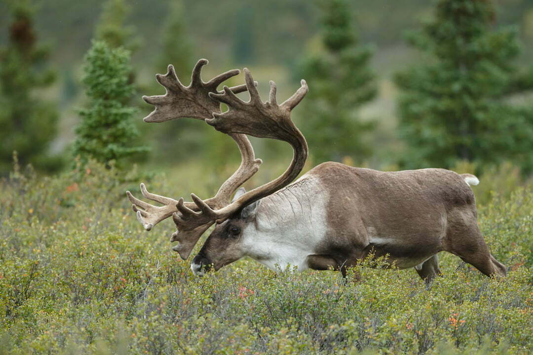 Reindeer Symbolism - Spirit Animal Totems