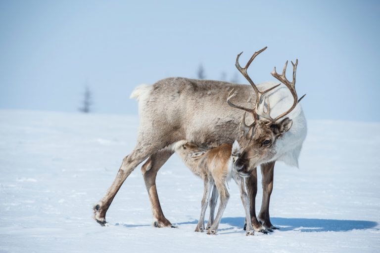 Reindeer Symbolism - Spirit Animal Totems
