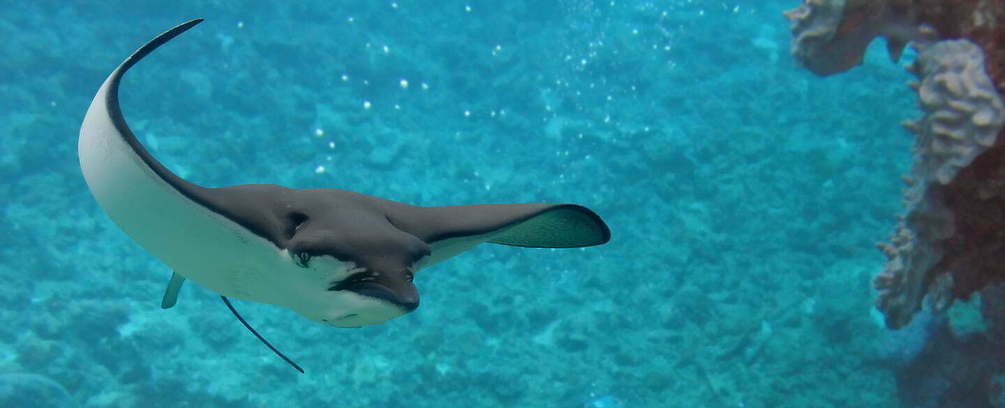 Stingray Symbolism, Stingray Meaning, Stingray Totem, Stingray Dream ...