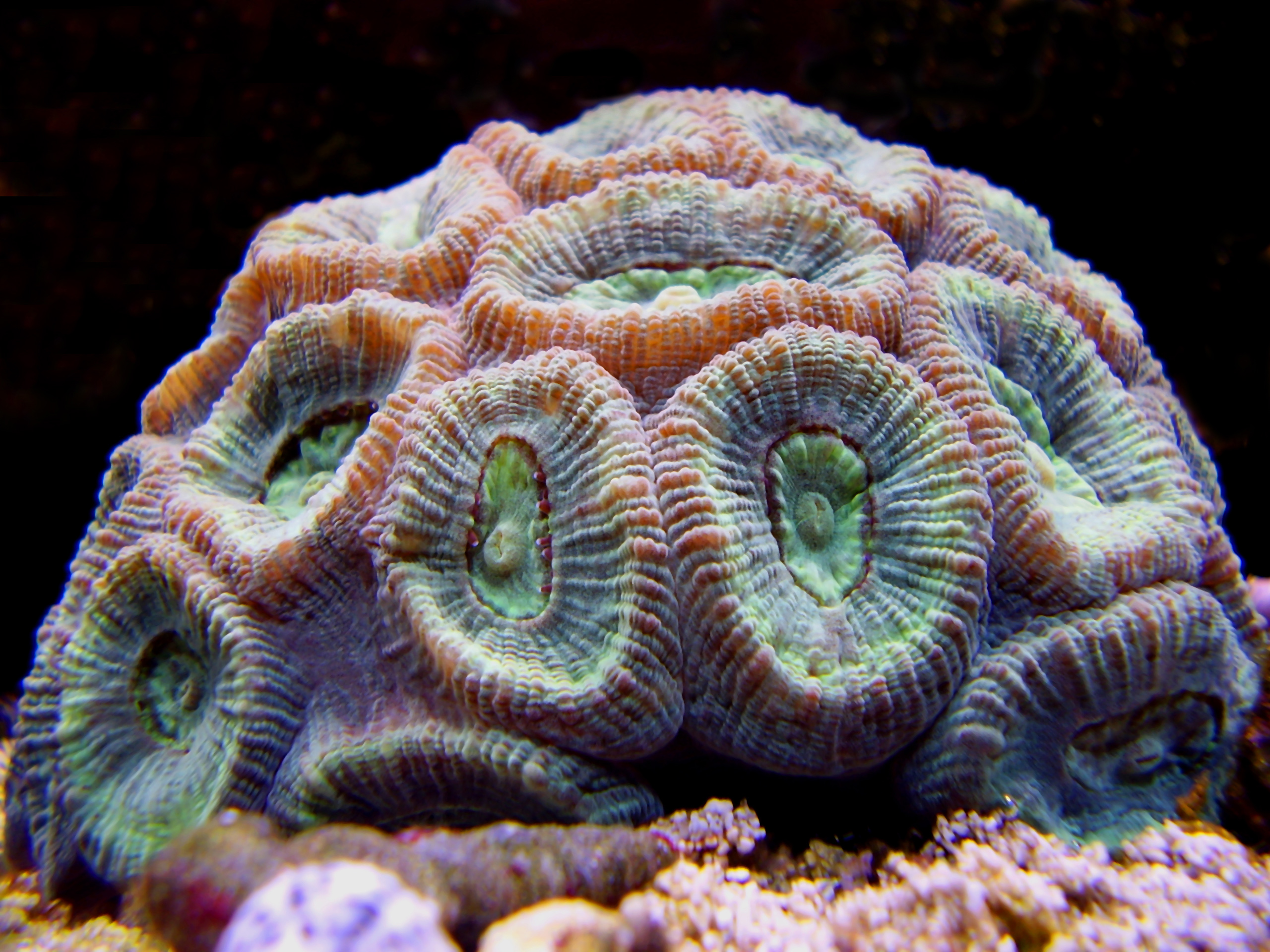 Coral Symbolism; A message - Spirit Animal Totems
