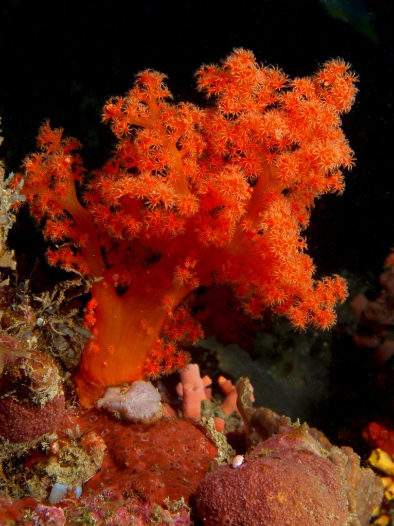 Coral Symbolism - Spirit Animal Totems