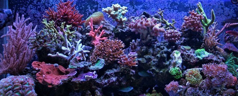 Coral Symbolism, Dreams, and Messages - Spirit Animal Totems