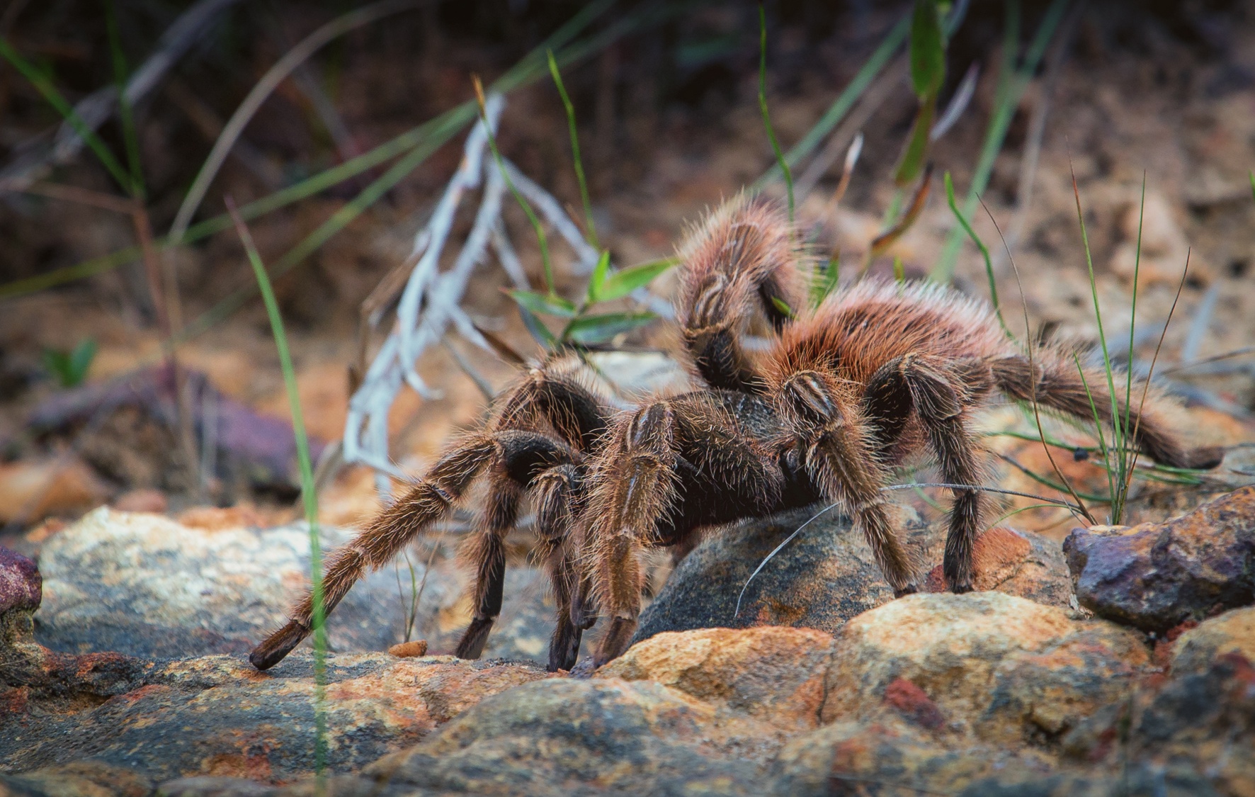 Tarantula - Spirit Animal Totems and Messages