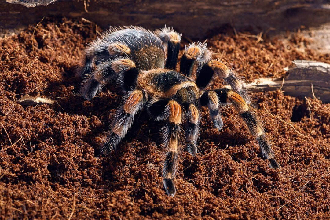 Tarantula Symbolism - Spirit Animal Totems