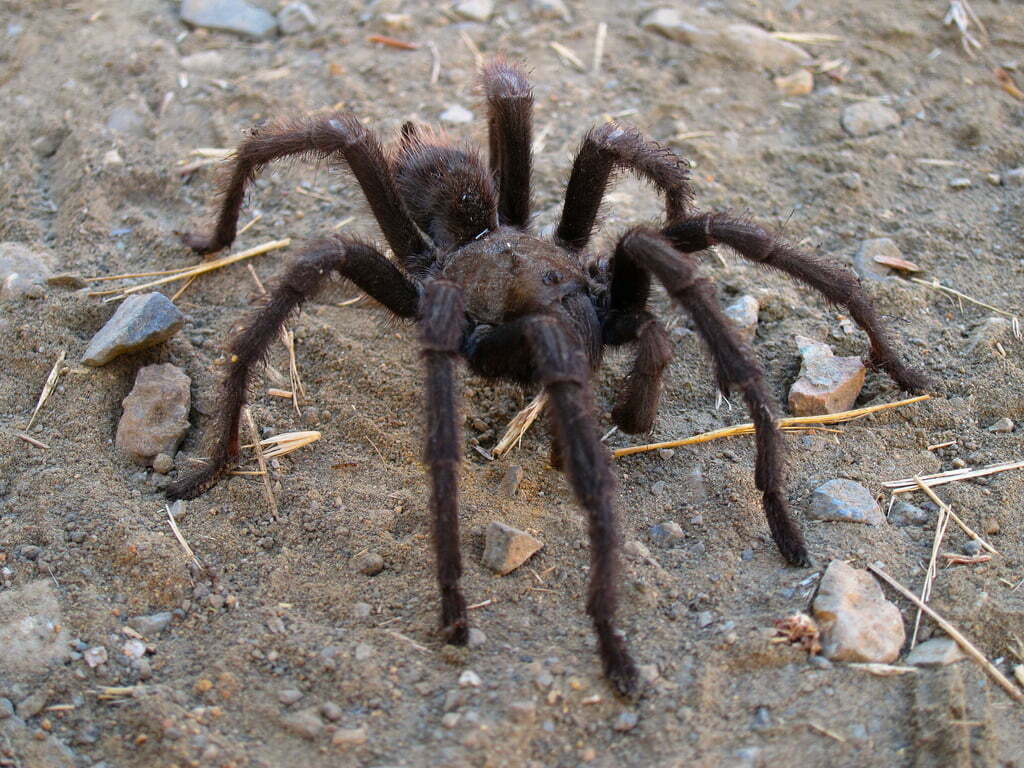 Insects - Spirit Animal Totems and Messages