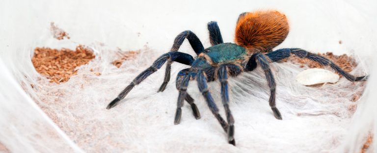 Tarantula Symbolism, Dreams, and Messages - Spirit Animal Totems