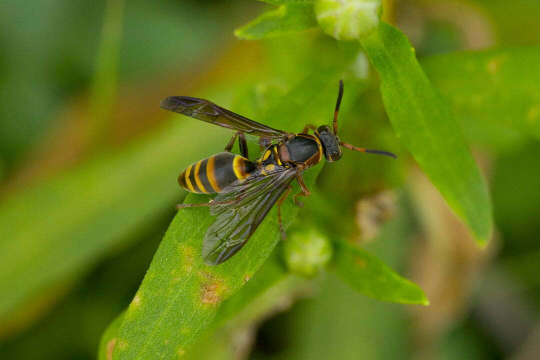Wasp Symbolism - Spirit Animal Totems