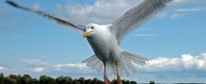 Seagull Symbolism, Dreams, and Messages - Spirit Animal Totems