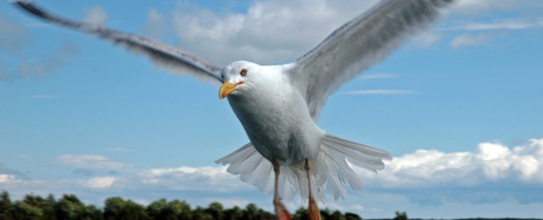 Seagull Symbolism, Dreams, and Messages - Spirit Animal Totems
