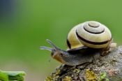 Snail Symbolism: Embracing a Slower Pace for Clarity and Insight ...