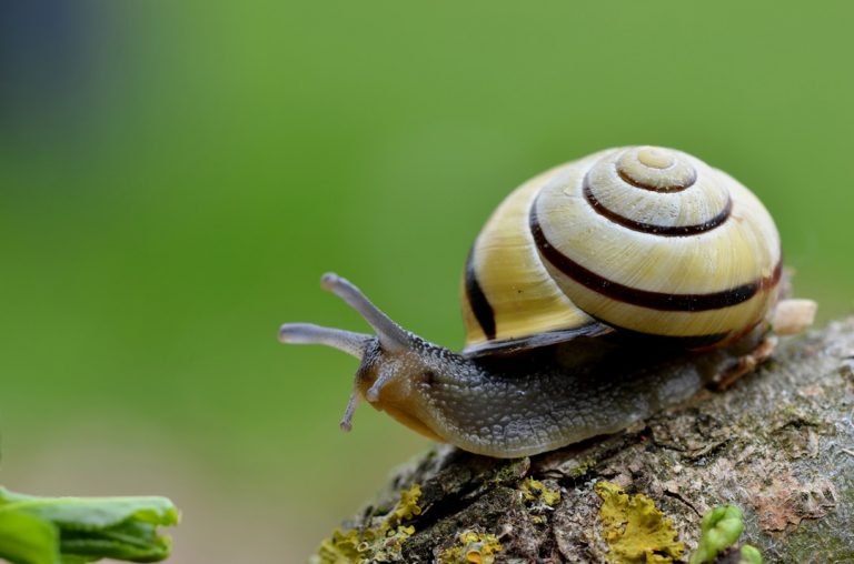 Snail Symbolism: Embracing a Slower Pace for Clarity and Insight ...