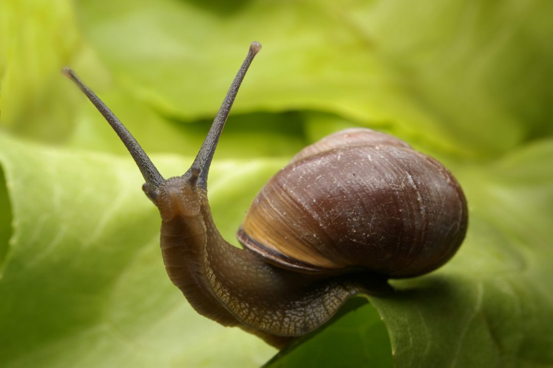 Snail Symbolism, Dreams, and Messages - Spirit Animal Totems