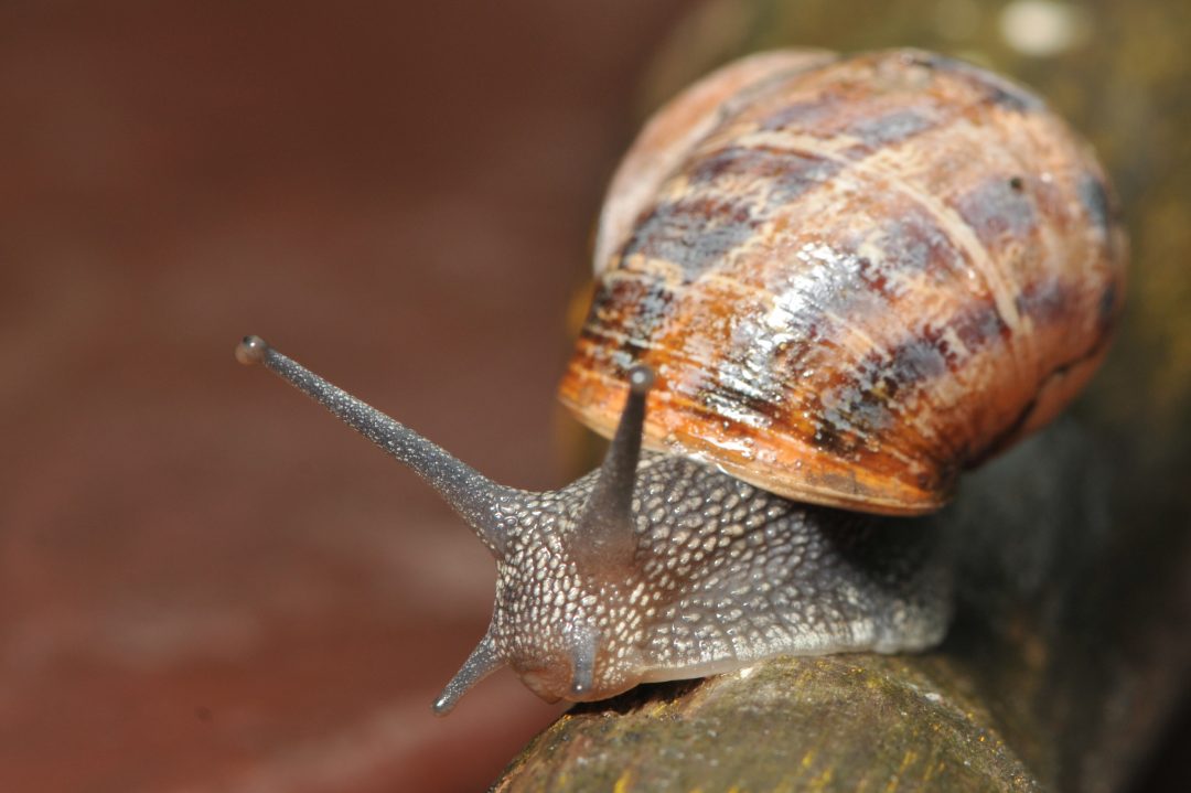 Snail Symbolism, Dreams, and Messages - Spirit Animal Totems