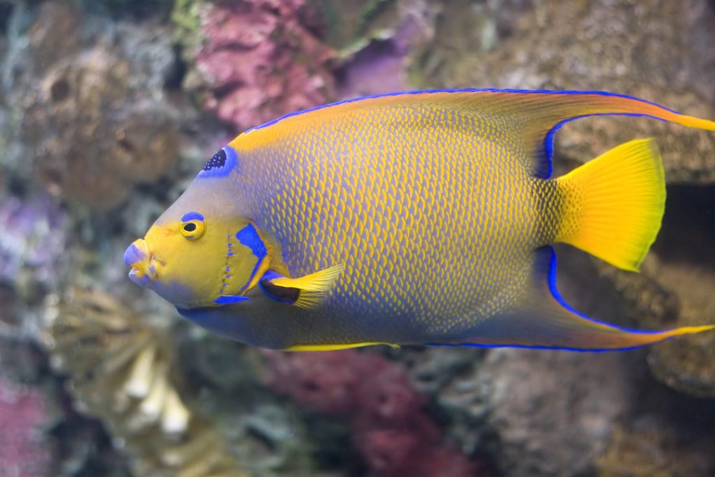 Angelfish Symbolism Dreams And Messages Spirit Animal Totems