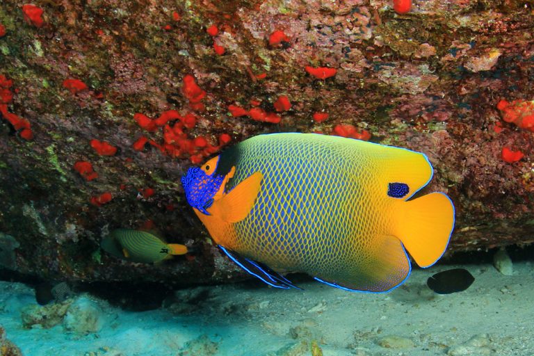 Unveiling the Meaning of Angelfish: Love, Beauty, and Forgiveness ...