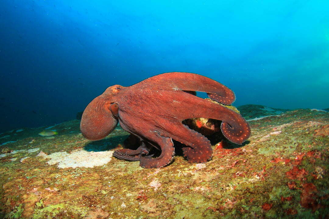 Octopus Group