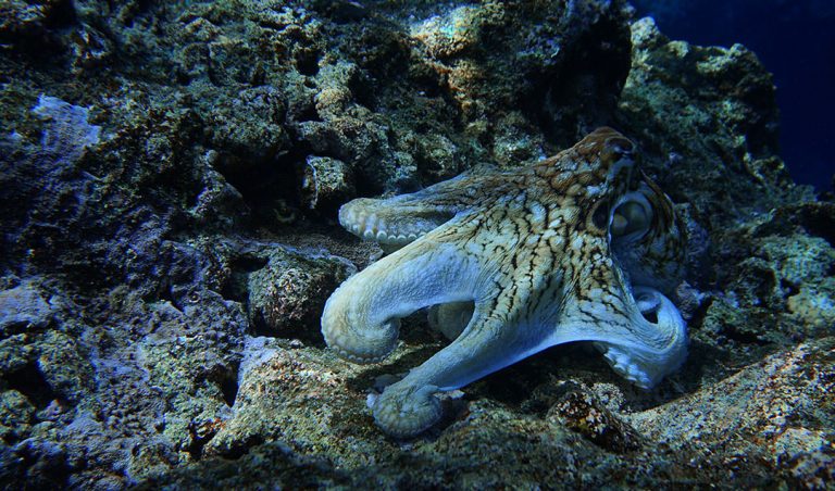 Octopus Symbolism - Spirit Animal Totems