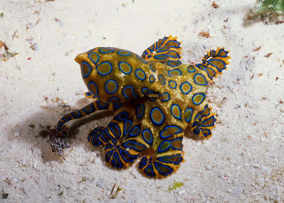 Octopus Symbolism - Spirit Animal Totems