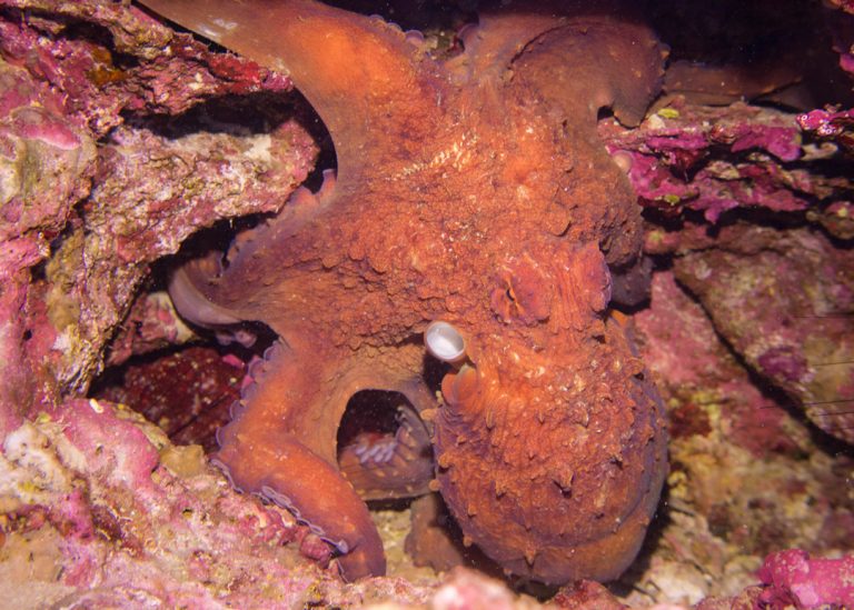 Octopus Symbolism - Spirit Animal Totems