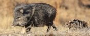 Boar Symbolism, Dreams, and Messages - Spirit Animal Totems