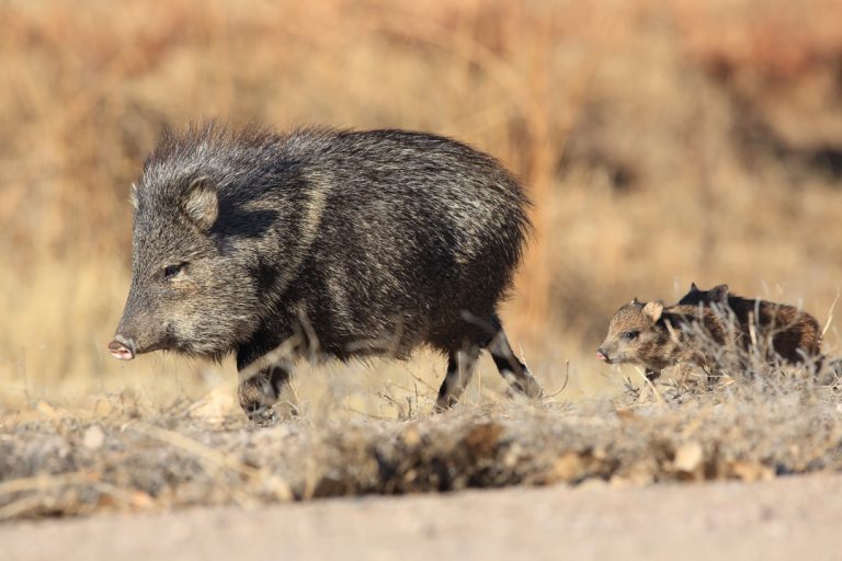 Boar Symbolism - Spirit Animal Totems