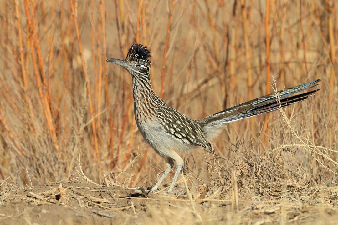 Roadrunner Symbolism - Spirit Animal Totems