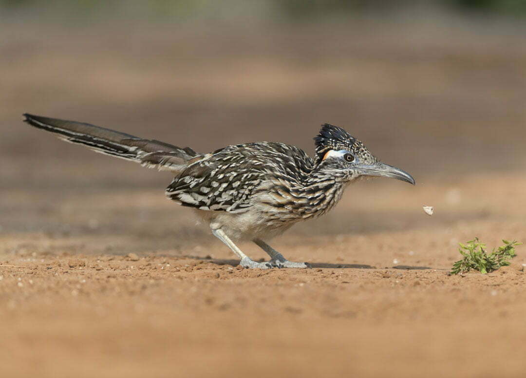 Roadrunner Symbolism - Spirit Animal Totems