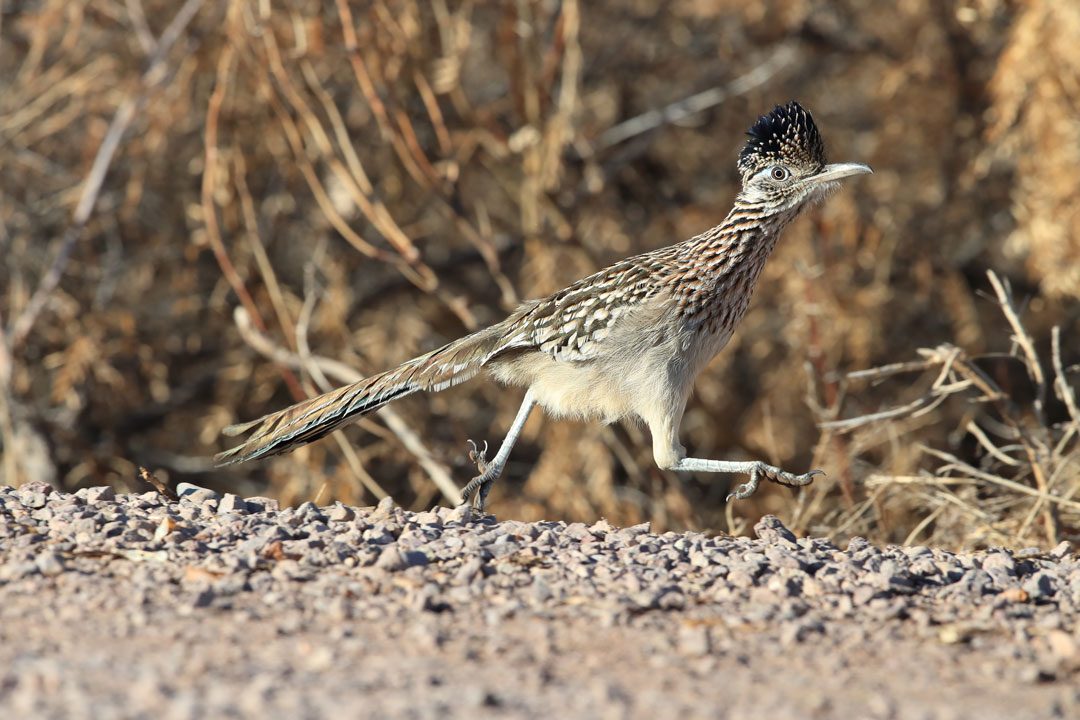 Roadrunner Symbolism - Spirit Animal Totems
