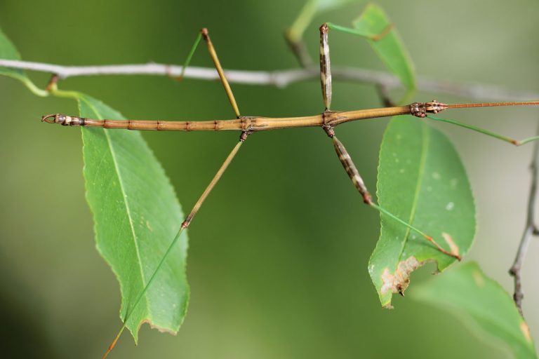 Stick Bug Symbolism - Spirit Animal Totems