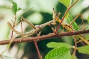 Stick Bug Symbolism - Spirit Animal Totems
