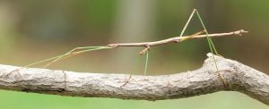 Stick Bug Symbolism, Dreams, and Messages - Spirit Animal Totems