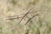 Stick Bug Symbolism - Spirit Animal Totems