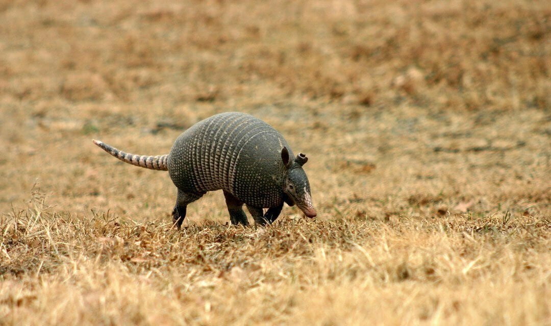 Armadillo Symbolism - Spirit Animal Totems