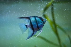 Unveiling the Meaning of Angelfish: Love, Beauty, and Forgiveness ...