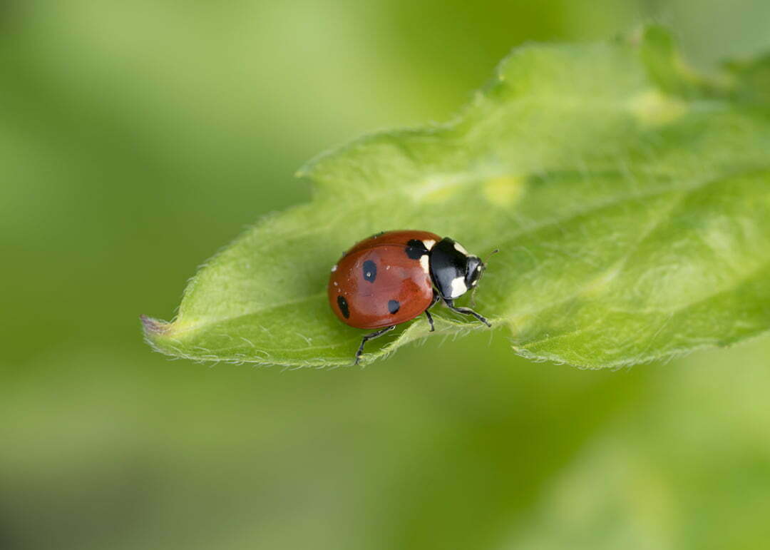 Ladybug Symbolism - Spirit Animal Totems