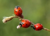 Ladybug Symbolism - Spirit Animal Totems