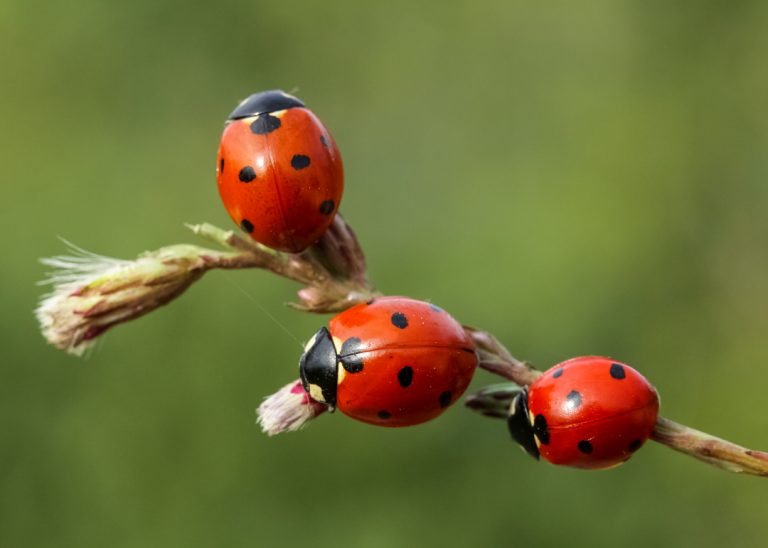 Ladybug Symbolism - Spirit Animal Totems