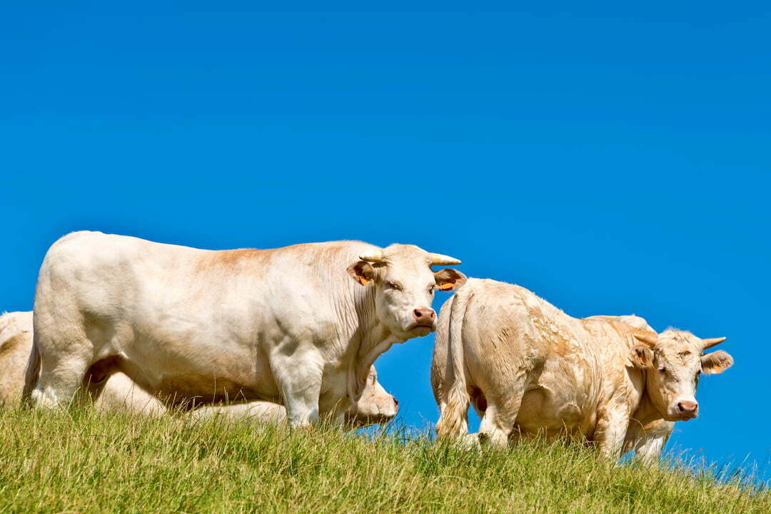 Exploring the Symbolism of Cows: Treading Lightly on Your Path - Spirit ...