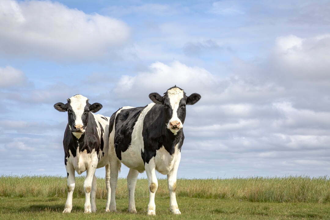 Exploring the Symbolism of Cows: Treading Lightly on Your Path - Spirit ...