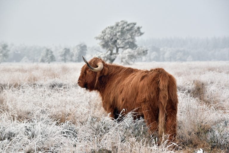 Exploring the Symbolism of Cows: Treading Lightly on Your Path - Spirit ...