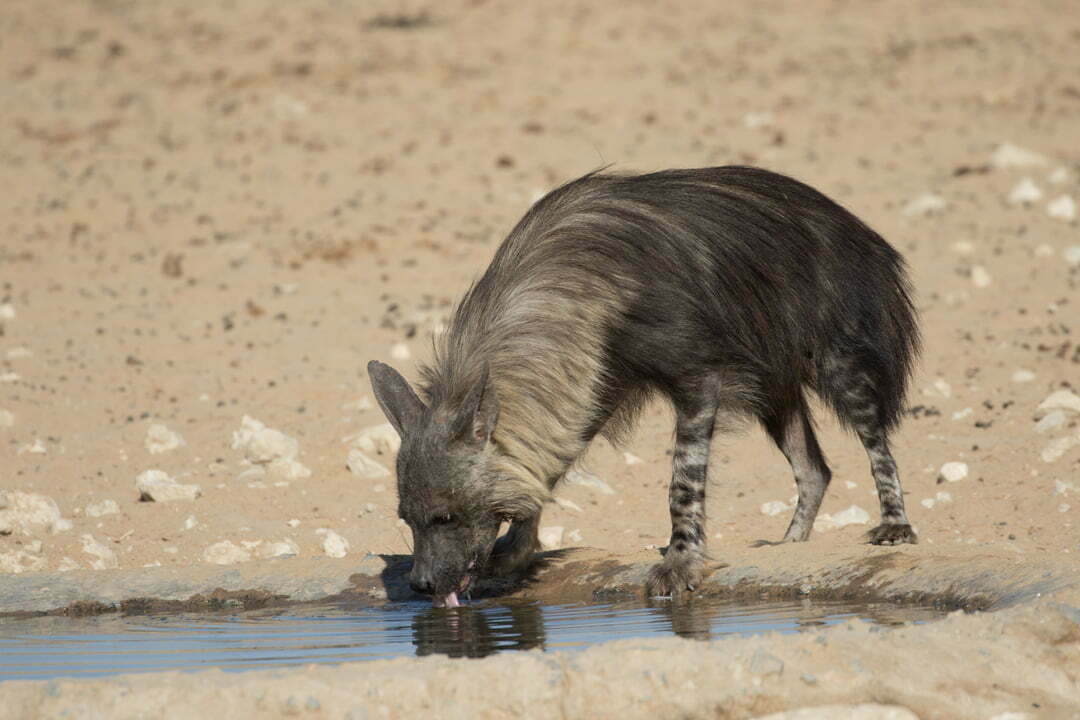 Hyena Symbolism: Nurturing and Strengthening Family Bonds - Spirit ...