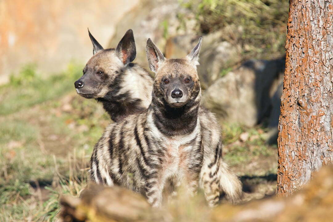 Hyena Symbolism: Nurturing and Strengthening Family Bonds - Spirit ...