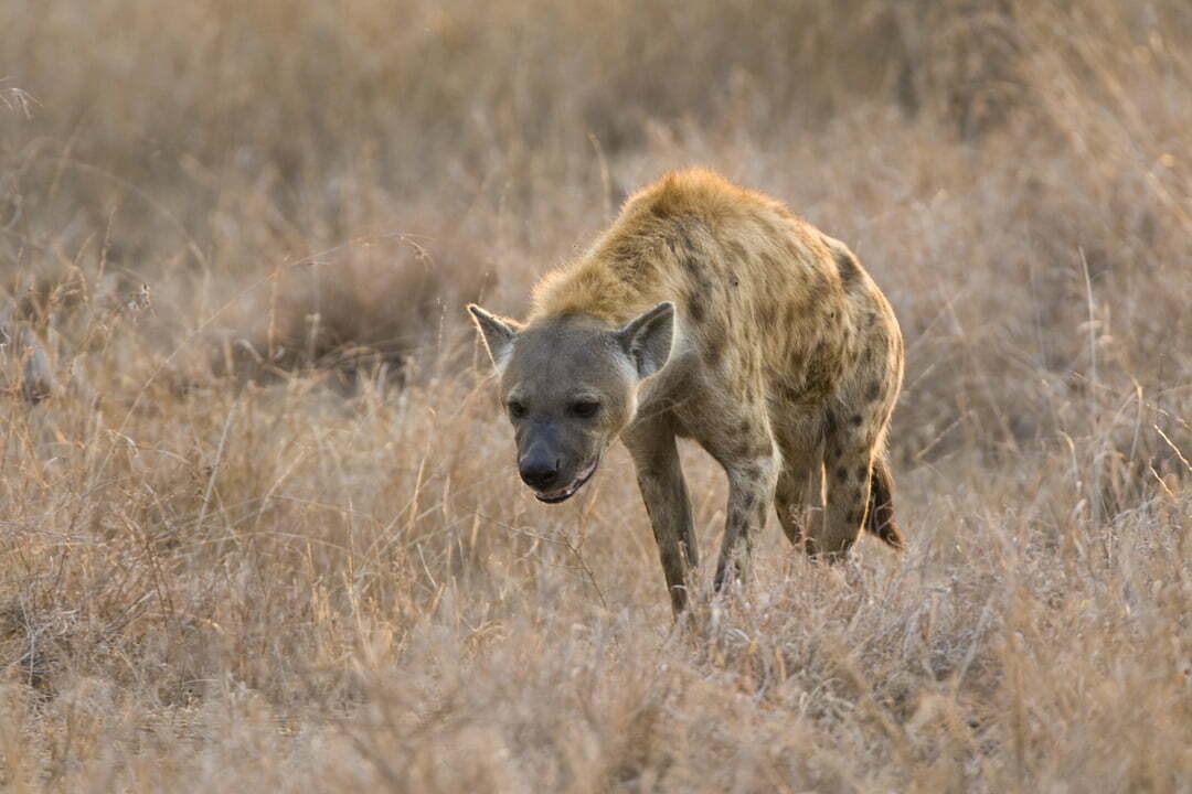 Hyena Symbolism: Nurturing and Strengthening Family Bonds - Spirit ...