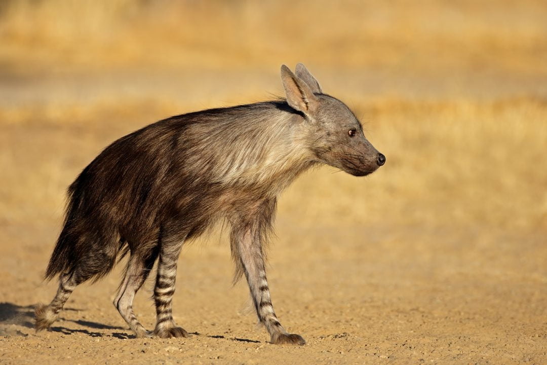 Hyena Symbolism: Nurturing and Strengthening Family Bonds - Spirit ...