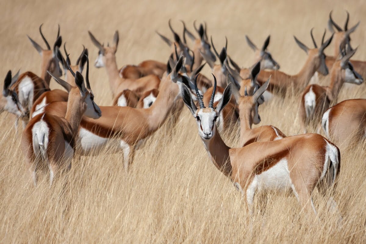 Springbok