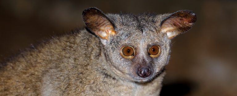 Bush Baby Symbolism, Dreams, and Messages - Spirit Animal Totems