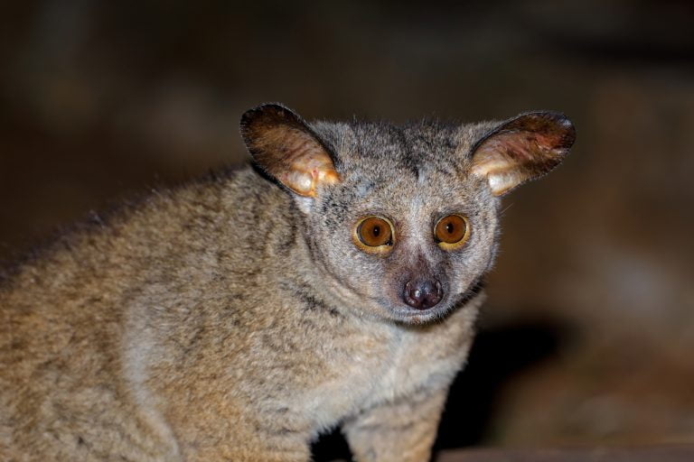 Bush Baby Symbolism - Spirit Animal Totems