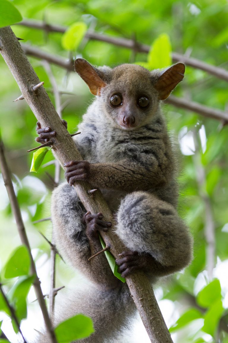 Bush Baby Symbolism - Spirit Animal Totems