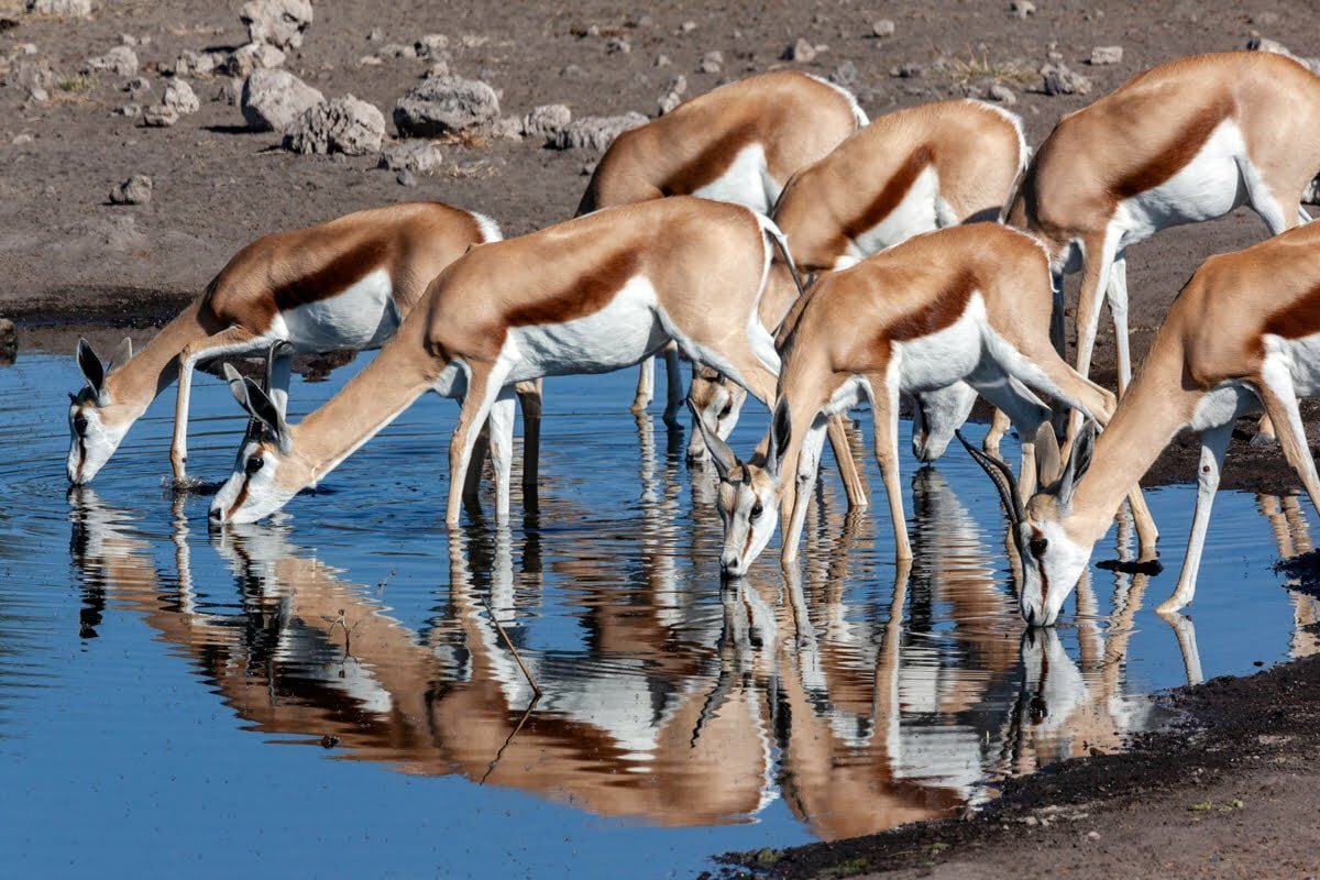 Springbok Symbolism - Spirit Animal Totems